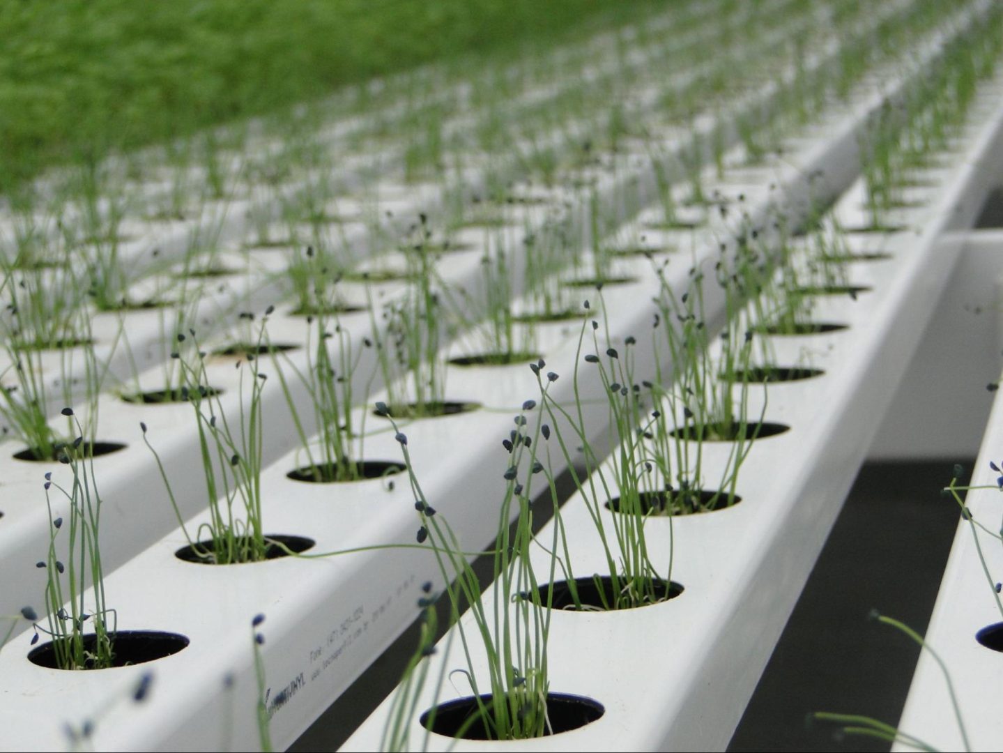 Sistemas hidropônicos: Principais tipos e como funcionam – Hortivinyl