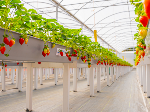 Cultivo de morangos semi-hidropônico – Hortivinyl