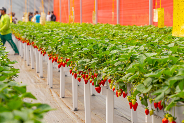 Cultivo de morangos semi-hidropônico – Hortivinyl