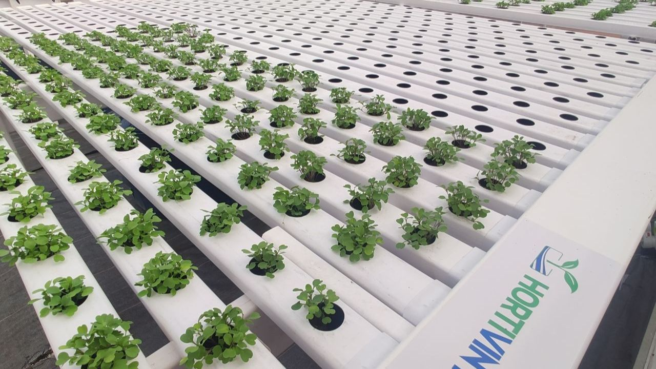 Hydroponic Cilantro Cultivation: Savings, Practicality, and High ...