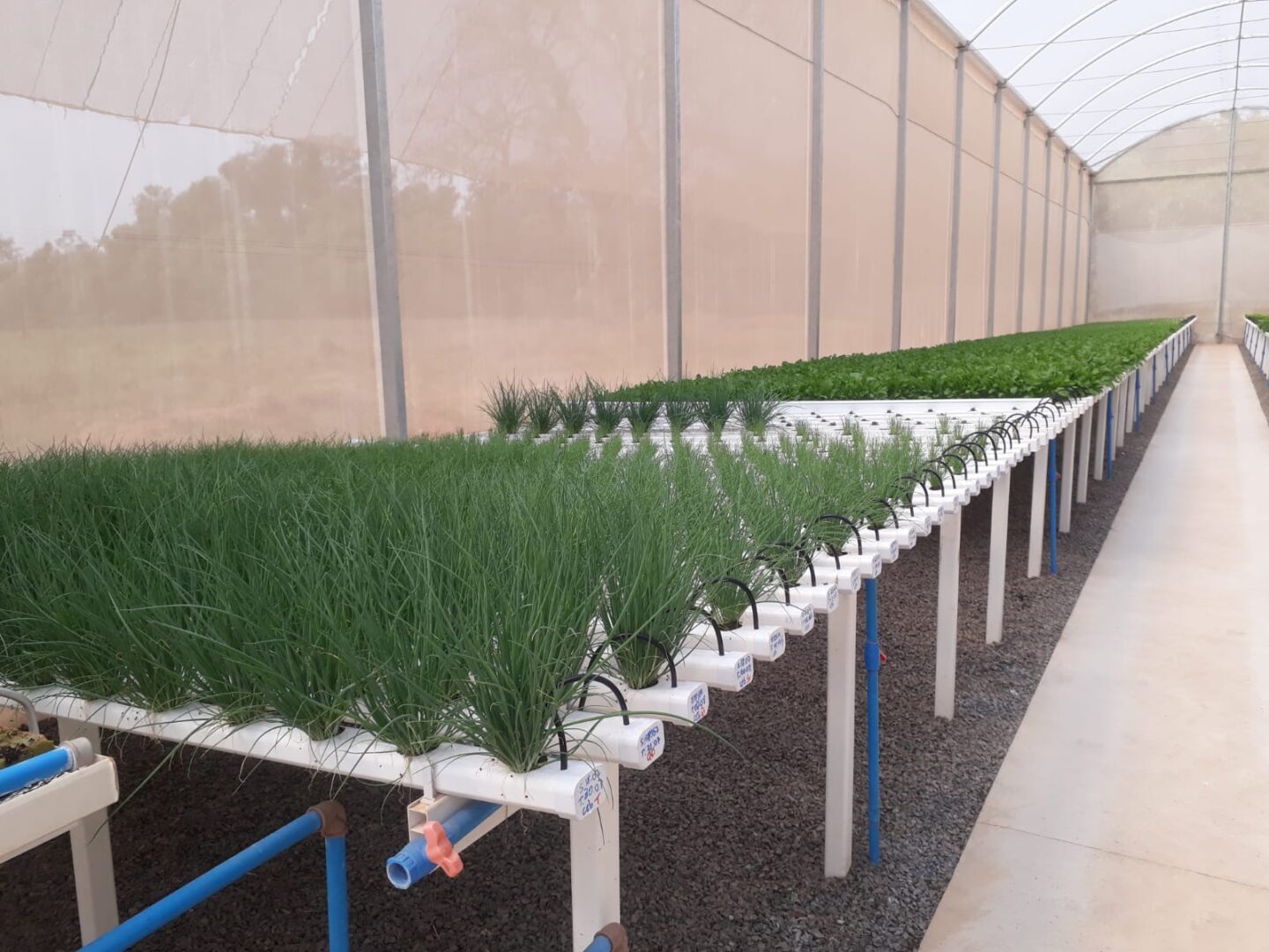 Hydroponic Chives Cultivation: Complete Guide for Planting and Harvesting